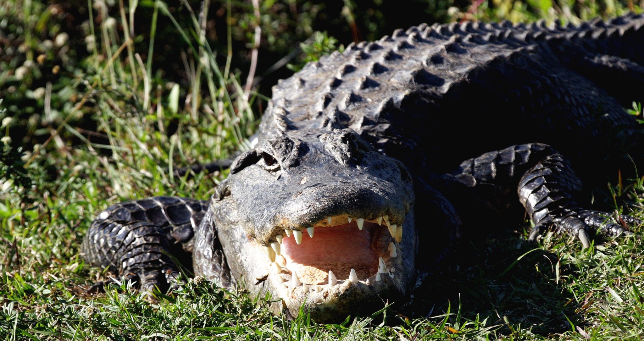 Everglades | Best Time to Visit | Weather | Monthly Tips