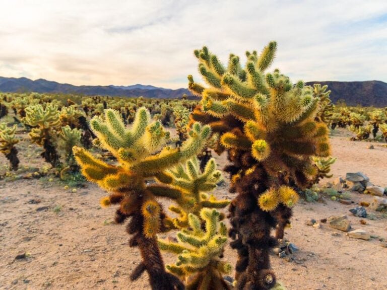 Joshua Tree National Park: Fall Guide [Outfits, Hikes, Itinerary]