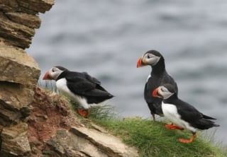Lundy Island Puffins | Best Time | How to Get There | Ferry Tips