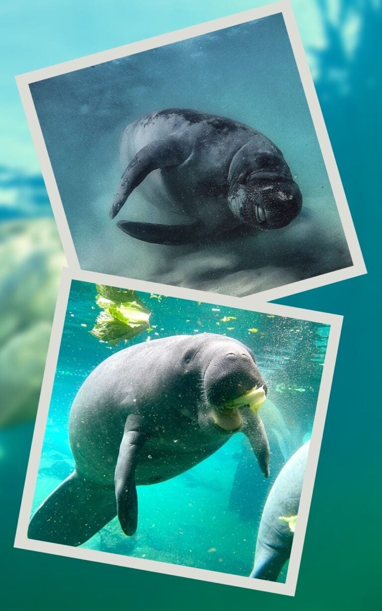 Manatees in Homosassa Springs [Best Time, Swim, Tips]
