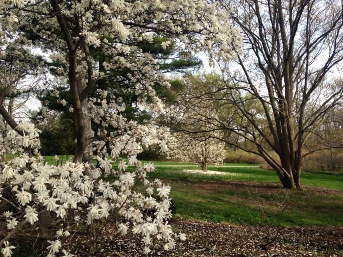 Morton Arboretum - Illinois | Best Time to Visit | Tips