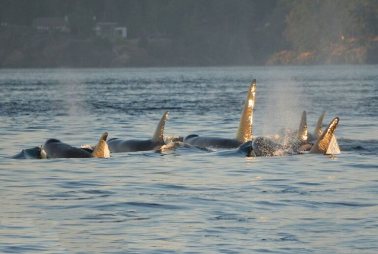 Orca Rubbing Beach Vancouver Island [Every Question Answered]